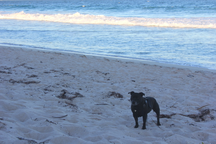 Exploring Albany and Camping at Cosy Corner, Western Australia | The ...