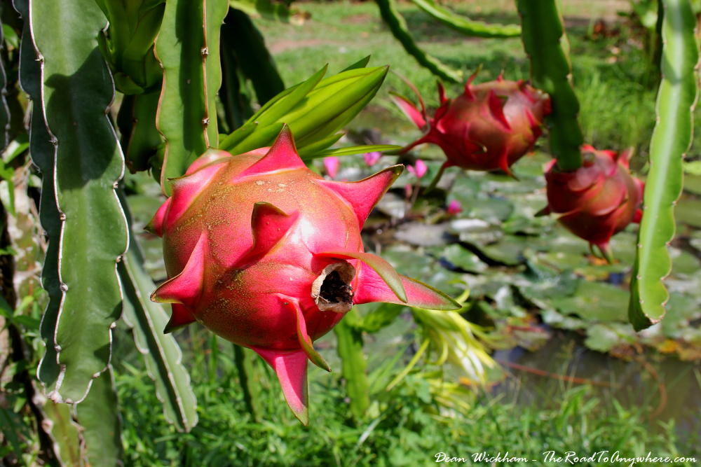 Dragon Fruit in the Mekong Delta, Vietnam | Travel Photo | The Road to ...