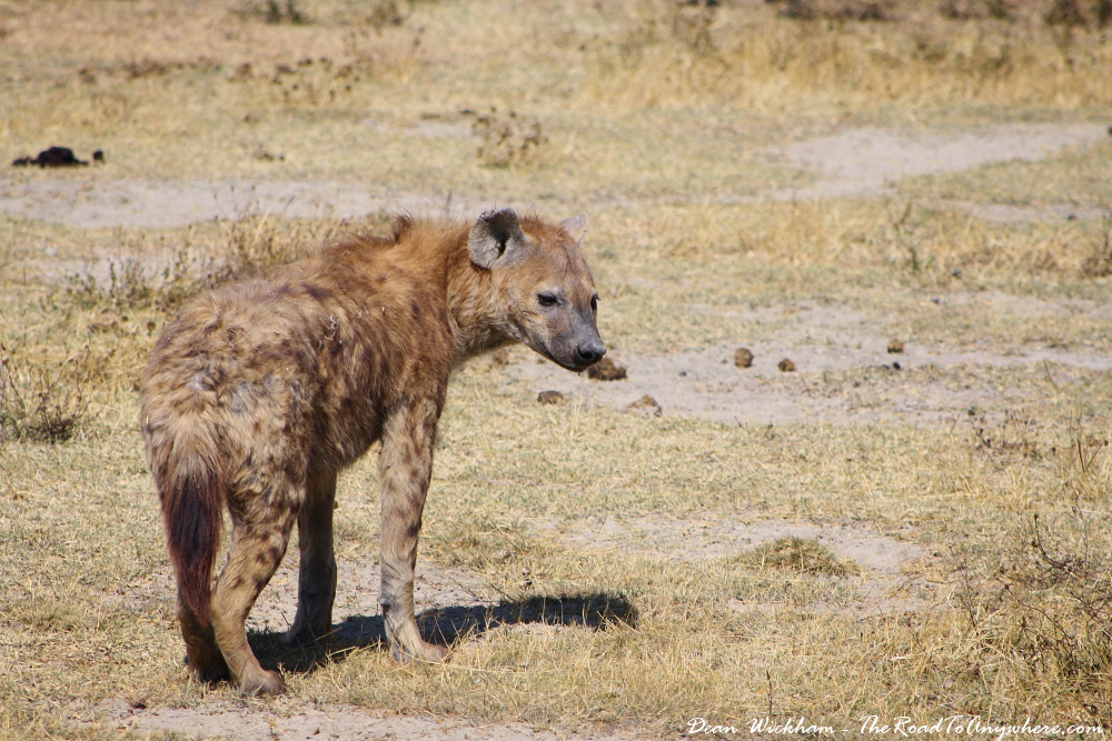 A Morning Safari in Ngorongoro Crater, Tanzania | The Road to Anywhere